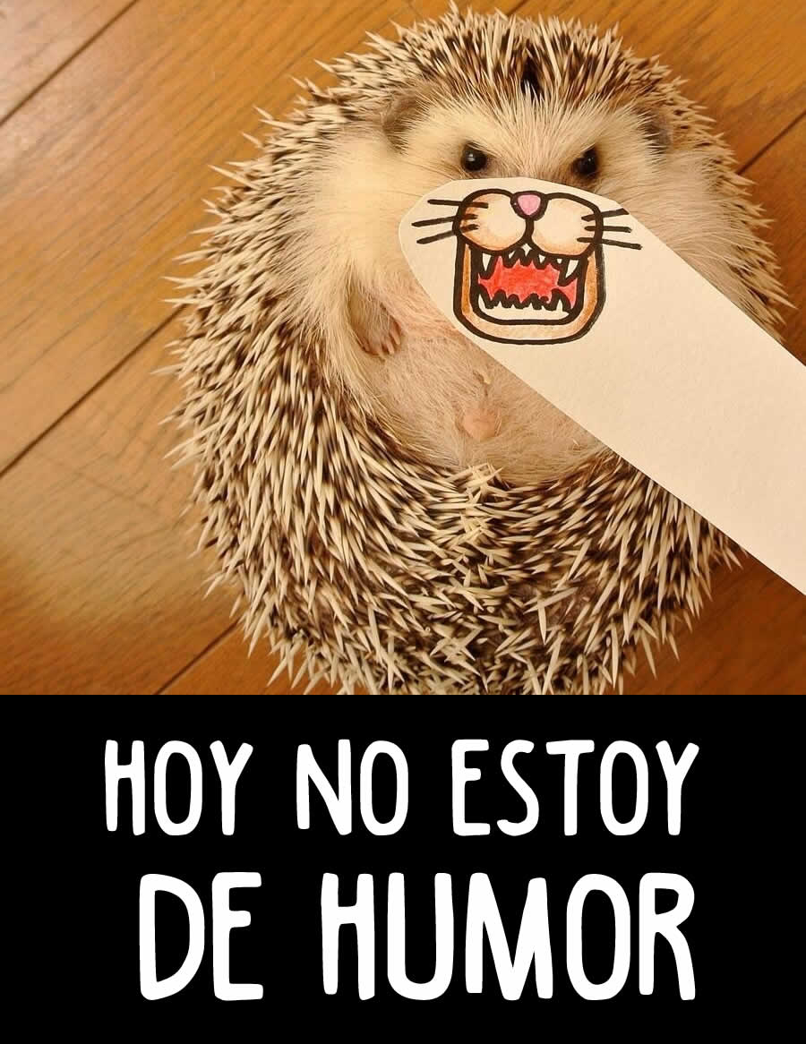 IMÁGENES CHISTOSAS ® Fotos graciosas y frases divertidas