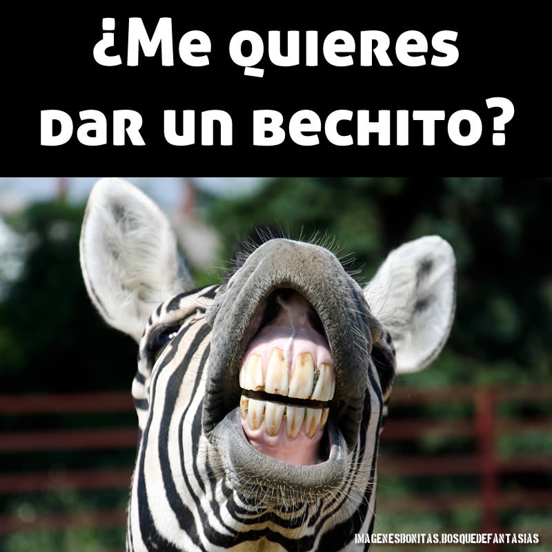 IMÁGENES CHISTOSAS ® Fotos graciosas y frases divertidas