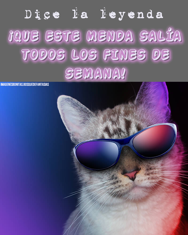 IMÁGENES CHISTOSAS ® Fotos graciosas y frases divertidas