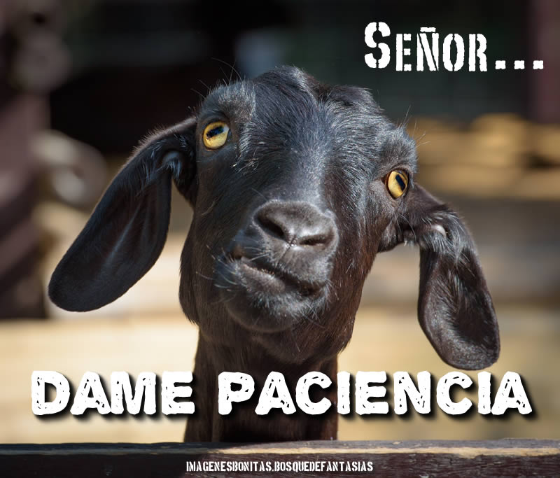IMÁGENES CHISTOSAS ® Fotos graciosas y frases divertidas